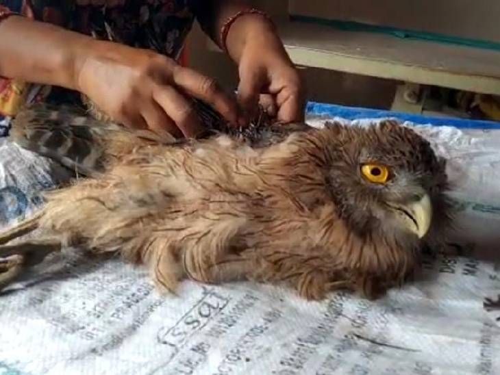 Brown fish owl injured in train collision, lineman handed over to ...