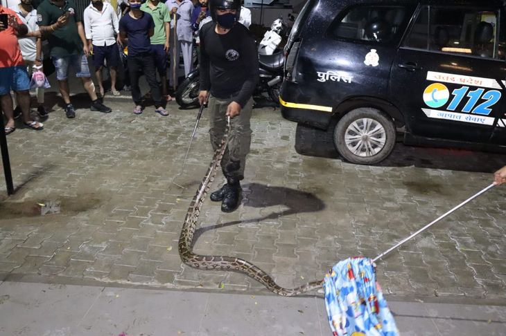 9-foot python was hanging on the door of the house, cobra NGO rescued ...