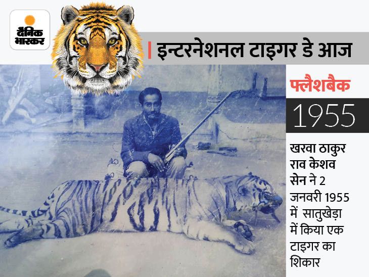 Tiger used to roam in the jungles of Ajmer too; Last seen about 65 ...