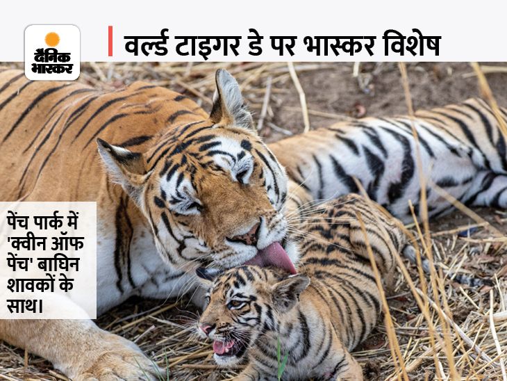 After leaving the reserve park in MP, the tigers took their shelter ...
