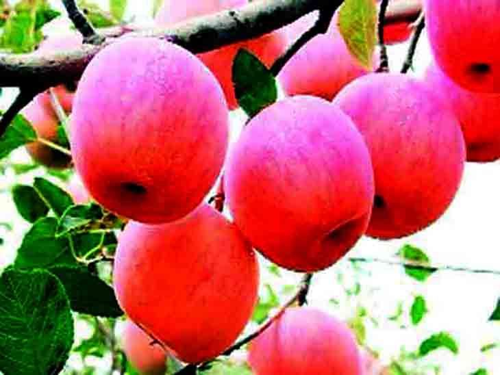 Himachali apple will soon make a splash in Qatar, Bahrain