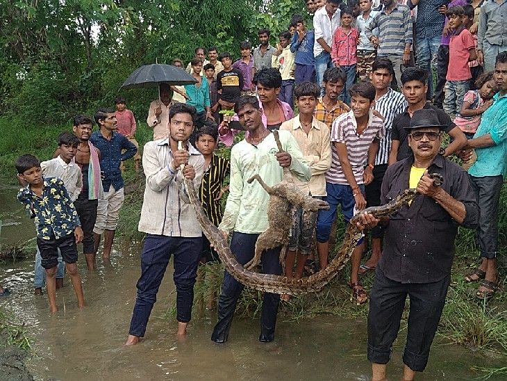 The 12 feet long python was swallowing by catching the lair on the ...