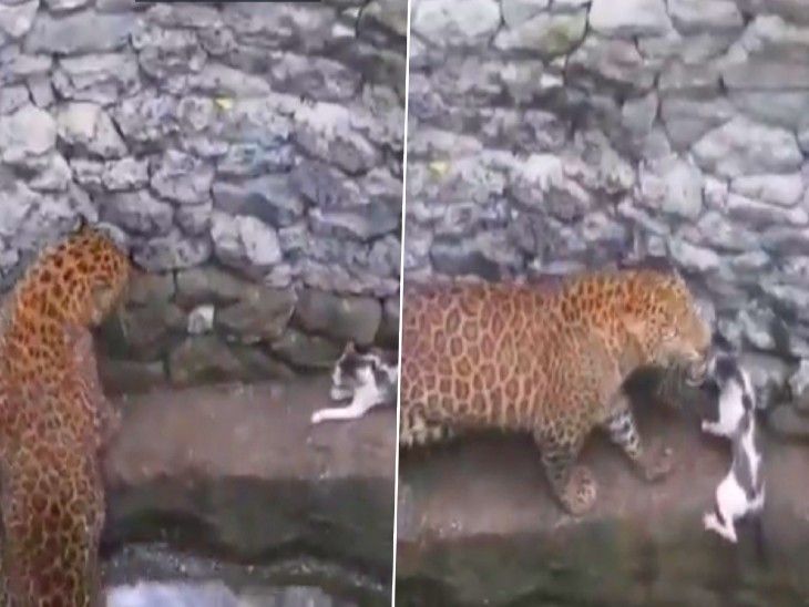 Maharashtra: A leopard and a cat come face-to-face after falling down a ...