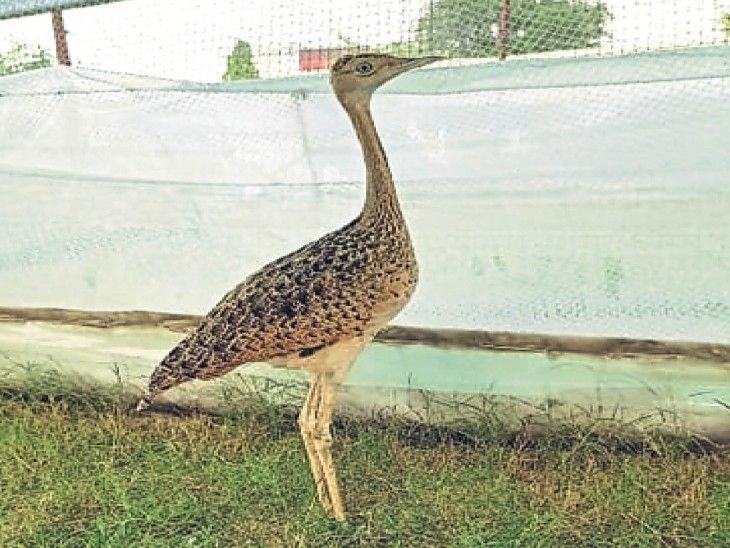 The team of Wildlife Institute saw the arrangements, after Diwali, the ...