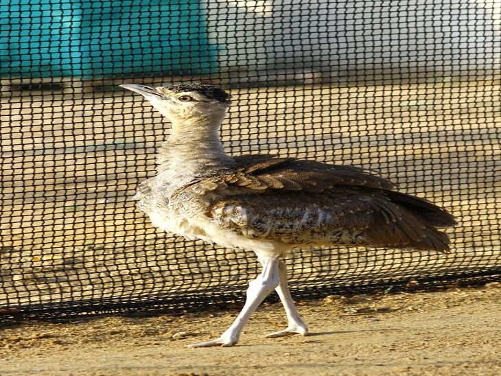 Rare Great Indian Bustard 18 Baby At Rajasthan Desert National Park ...
