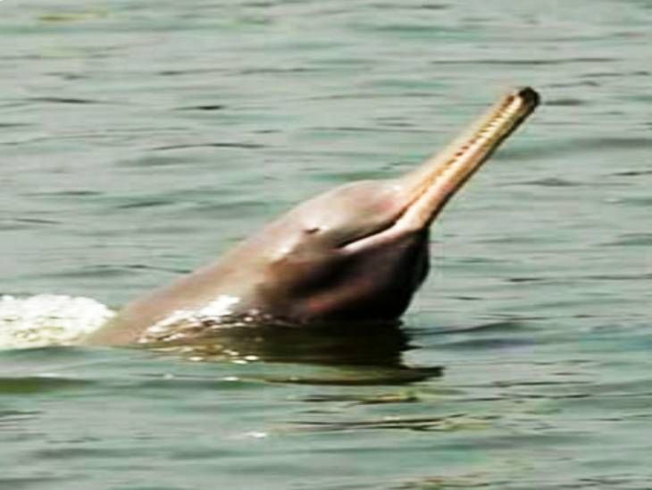 On September 26, Sam Manik Shaw Cruise will see the dolphins and ...