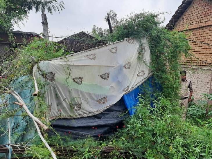 10 ganja trees of 9-9 feet seized from inside the garden in Rewa | नशे ...