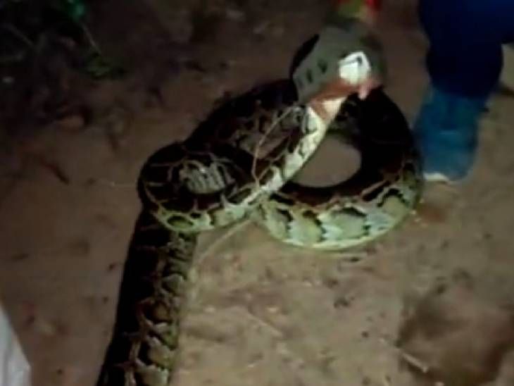 10 feet long python found in Badaun: After 1 hour of effort, the forest ...