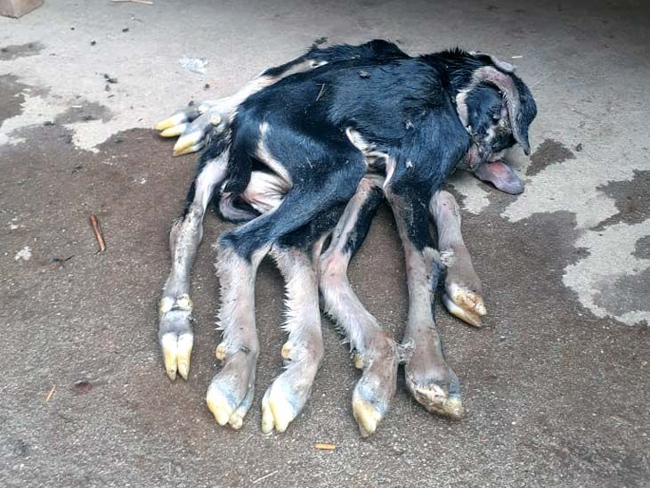 Goat Born With Eight Legs, 4 Ears In Bihar Village | 8 पैर-4 कान वाले ...