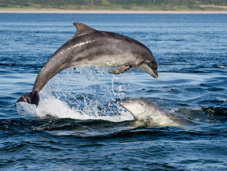 After three years, preparations for counting dolphins in the rivers of ...