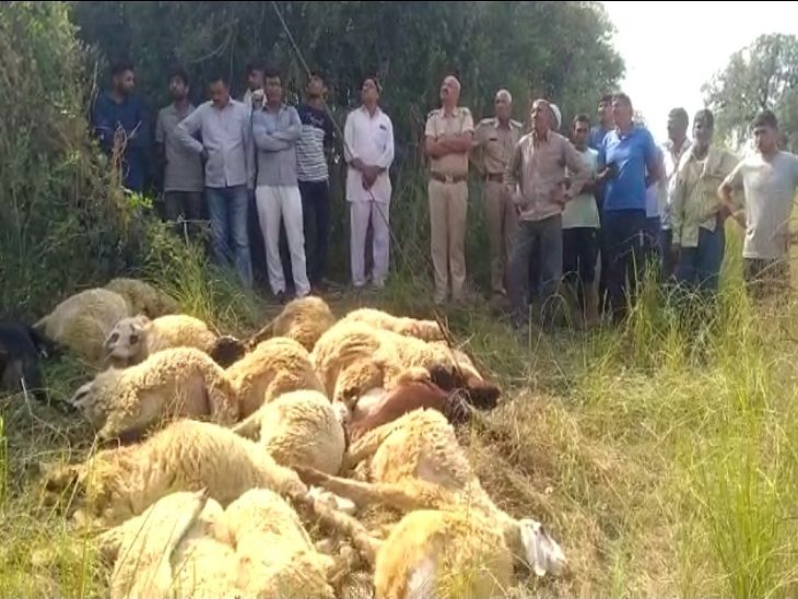Sheep died due to electrocution from high tension line, 27 sheep and 2 ...