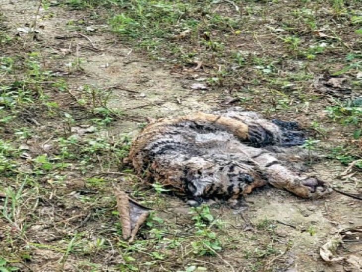 The dead body was lying for three days, there were insects in the dead ...