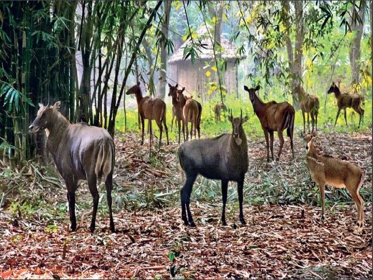 Forest Department claims- 4829 Ghorparas were killed in 4 years; Ground ...