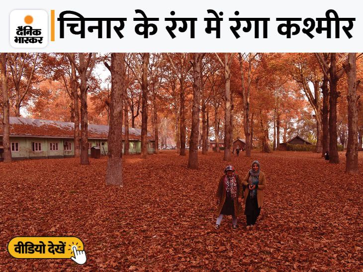 Jammu Kashmir Chinar Tree Latest Photos; Srinagar Mughal Garden and Dal ...