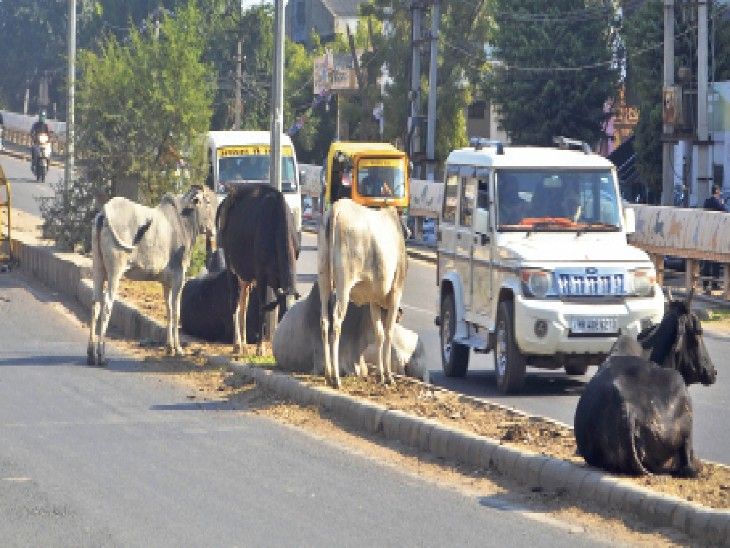 Accidents every day due to stray animals on streets, markets and roads ...