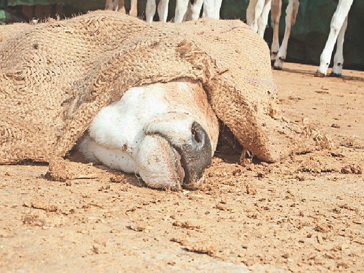 15 to 20 cows are dying every day due to cowshed or mortuary, lack of ...