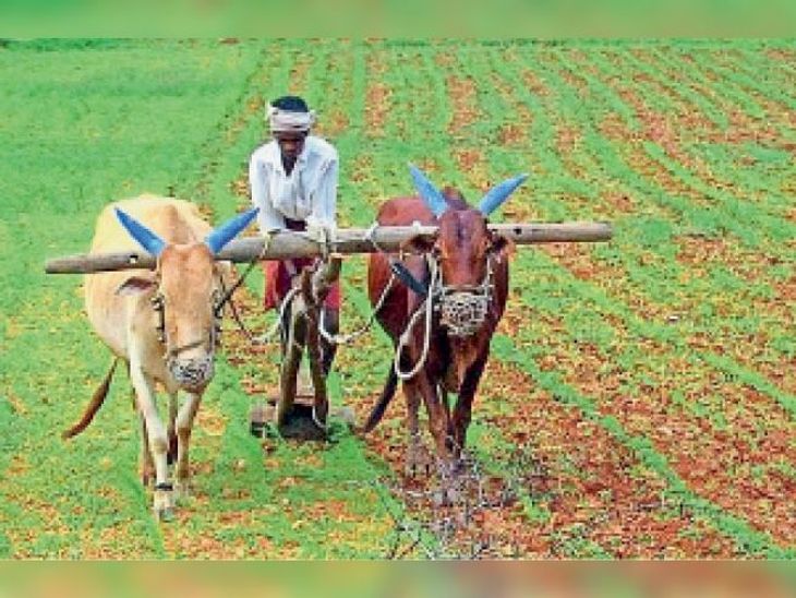 Scorching disease in vegetables due to increasing cold in Dawath and ...