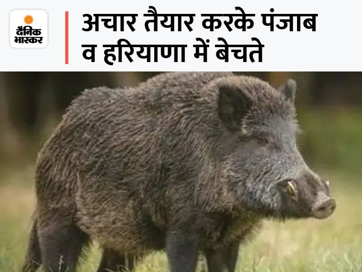 58 wild pigs recovered, smuggling from Gujarat to Ambala, two arrested ...