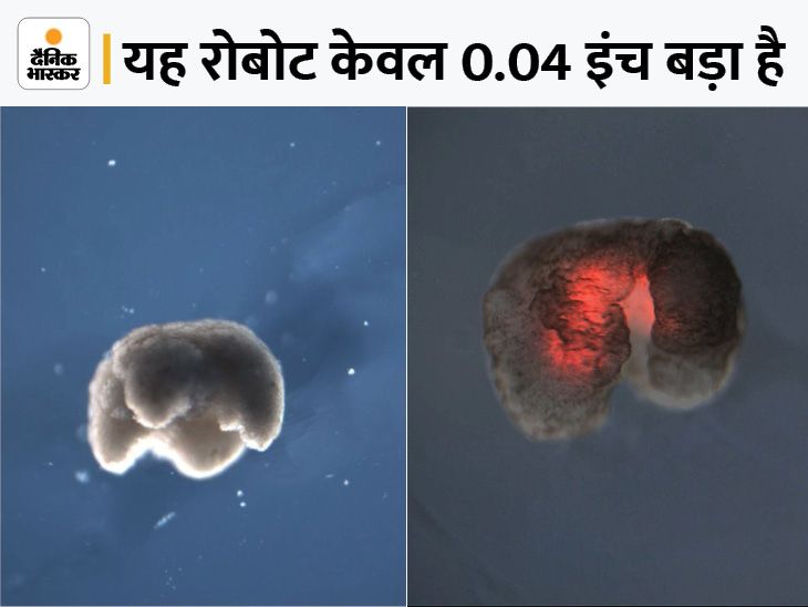 Living Robots | US Scientists Made Living Robot From Frog Cells ...