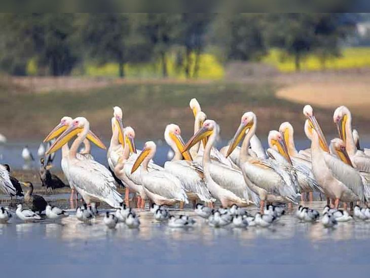 Many rare migratory and non-migratory aquatic birds camp on Morel Dam ...