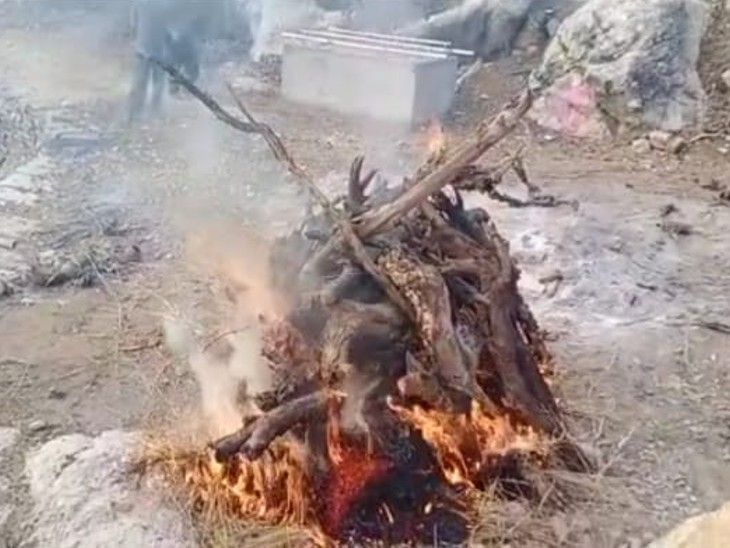 Monkey's funeral procession with DJ, villagers performed the last rites ...