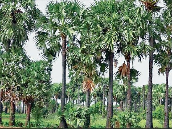 strategy for supply of raw materials to Neera plant; Help will be taken ...