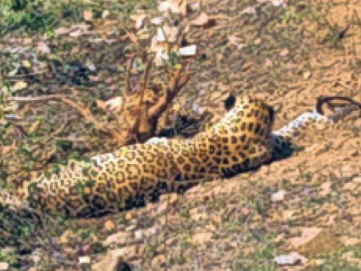 Now the hunter set a noose in the Panand forest, the female leopard got ...