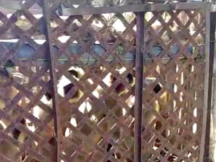 When 'Sardar' was caught, the remaining 40 monkeys themselves came in ...