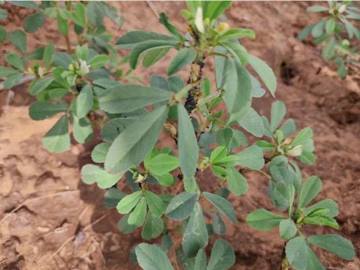 Moyla pests increasing in Javra due to changing weather and harvesting ...