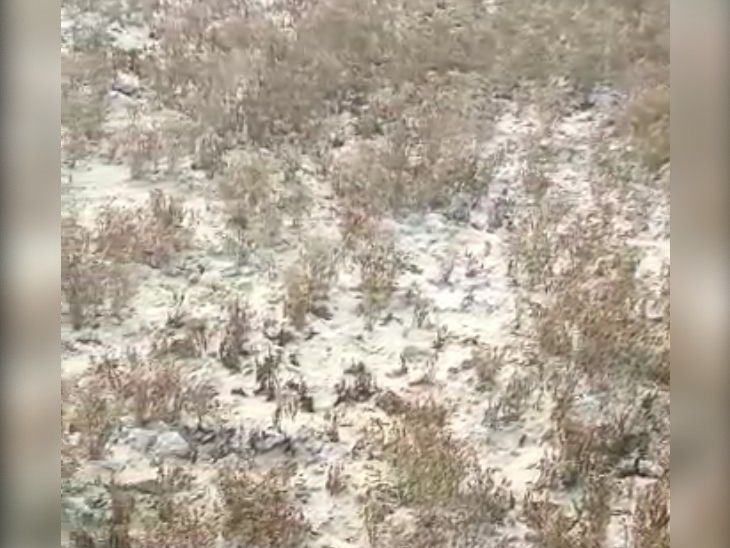 Change in weather, 40 percent of cumin crops burnt in a week | पश्चिमी ...