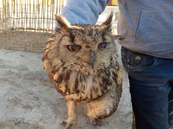 The sick owl was lying in the barn for 24 hours, the forest department ...