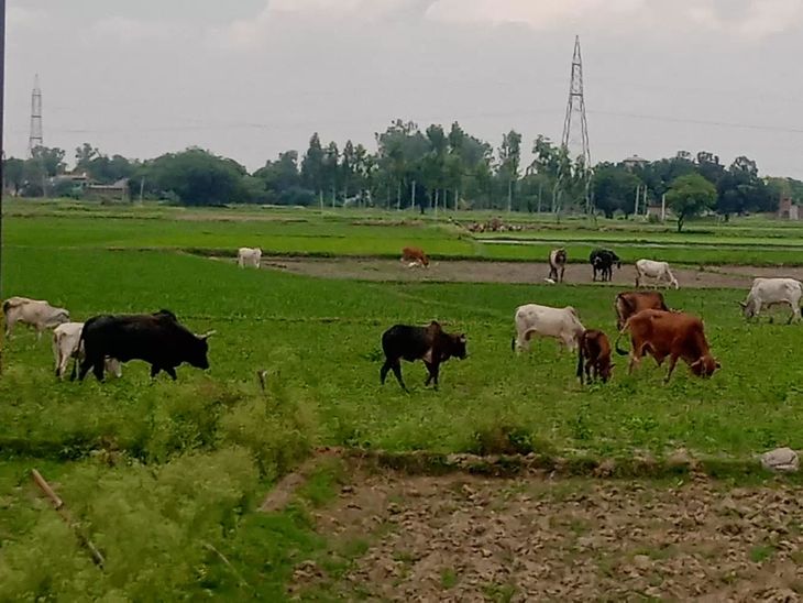 Opposition preparing to surround BJP on Anna animals, Anna animal is ...