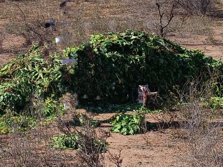 Ten thousand opium plants found lying unclaimed in a barren field in ...