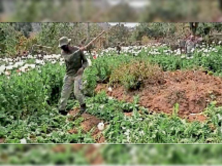 Destroyed 13 acres of poppy cultivation in Tandwa and Hunterganj blocks ...