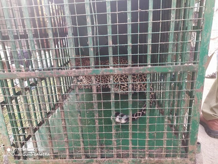 5 cages and 2 traps were laid to catch with the camera, the leopard ...