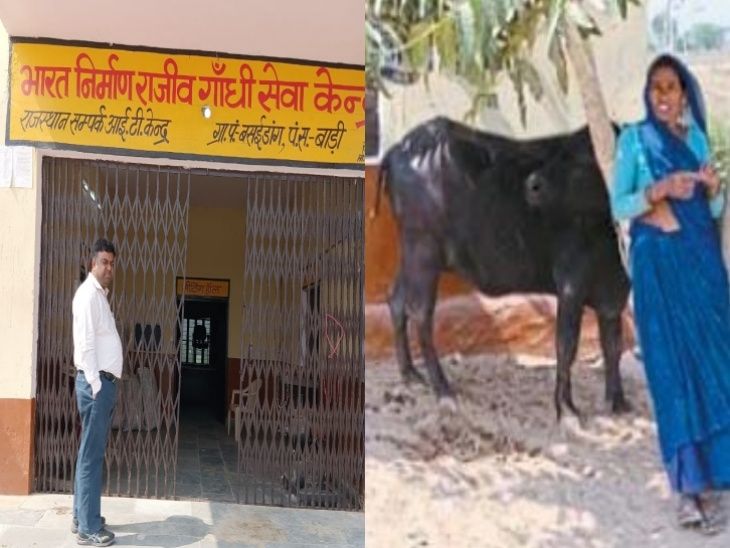 Zilla Parishad CEO did surprise inspection, buffalo found tied at Rajiv ...