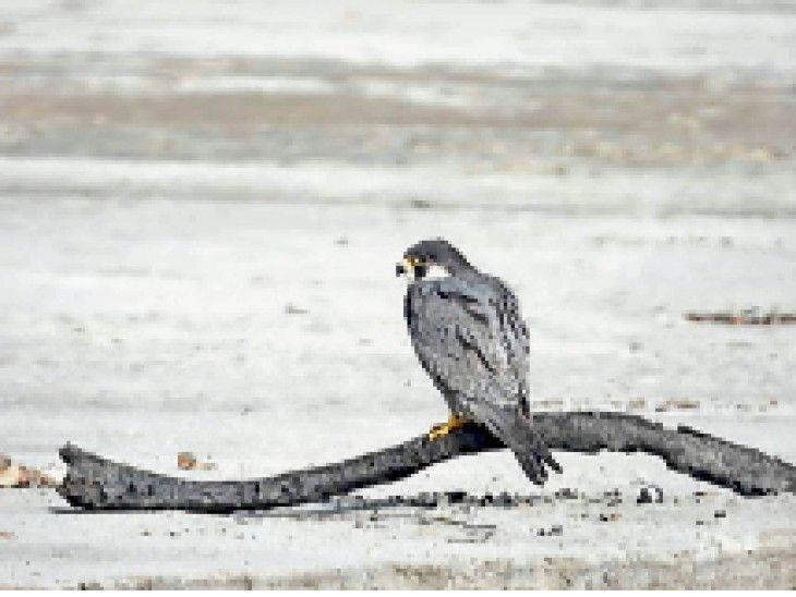 This bird flies faster than the speed of a bullet train | गंगा दियारा ...