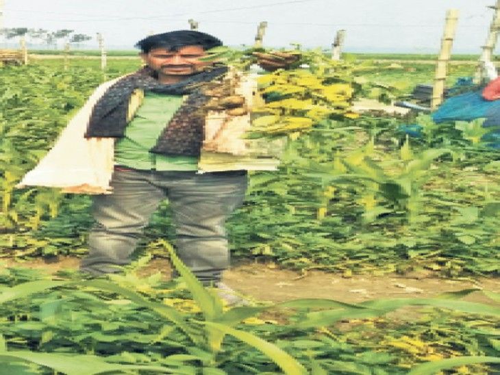 Mantoon Singh made Chaur green corridor with hard work