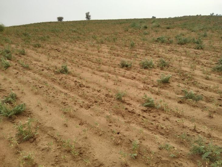 Damage to the crops of gram, mustard and wheat in the fields of ...