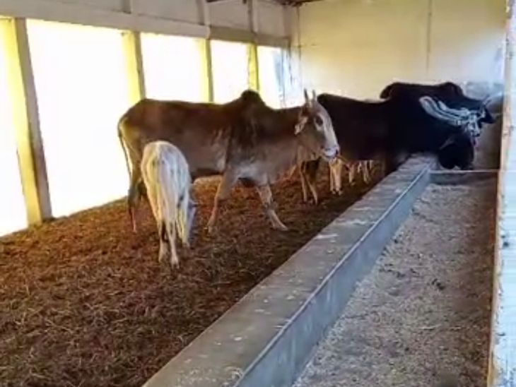 Gaushalas are built for Anna cows, cow shelters are facing shortage of ...
