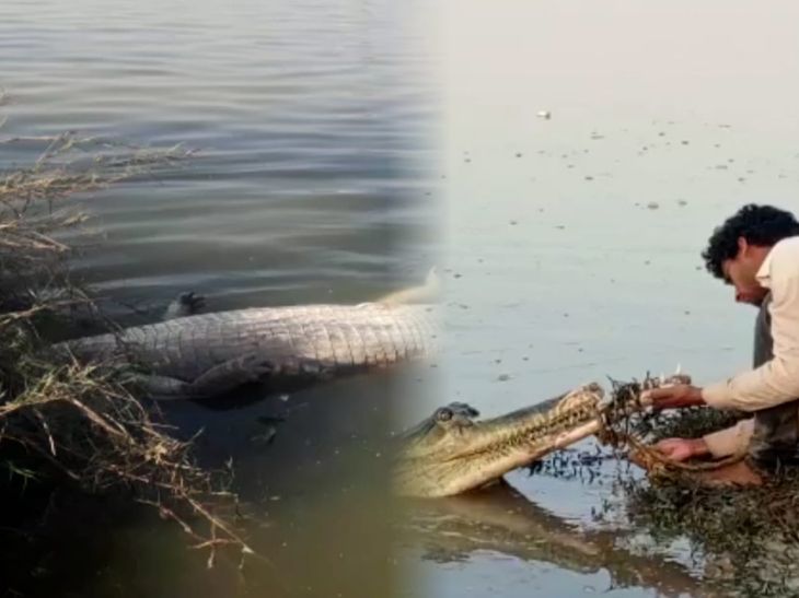 Gharial death in Hamirpur ,Dead body found on the banks of Yamuna, the ...