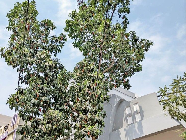 The plant brought from Nepal 4 years ago has now become a 35 feet high ...