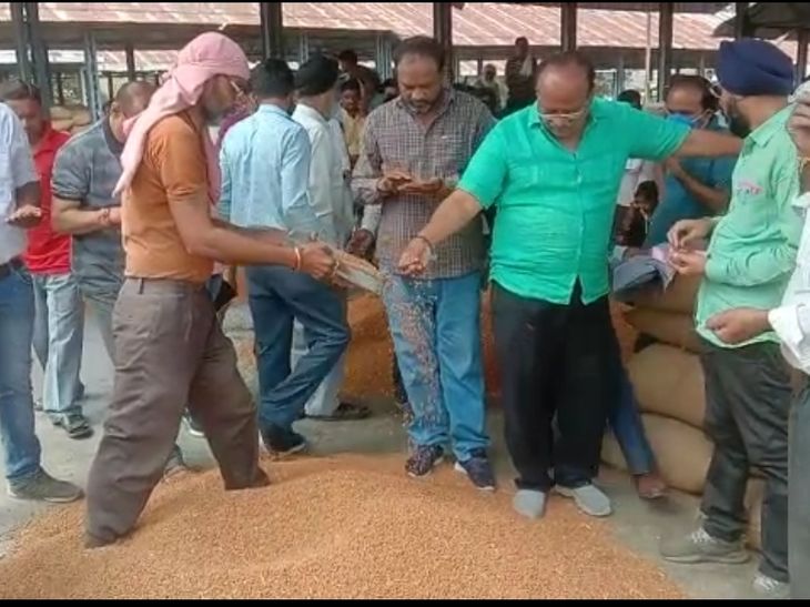 Rabi crop gram in the market, wheat arrival increased, 2300 per quintal ...