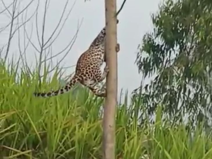 Video of Guldar climbing a tree goes viral, villagers panic due to ...