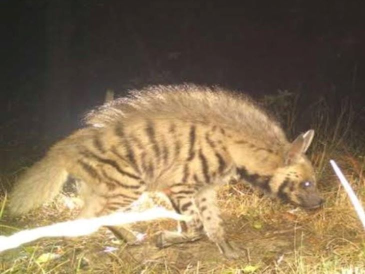 striped hyena in aabadi basti | आबादी बस्ती के समीप दिखे दुर्लभ धारीदार ...