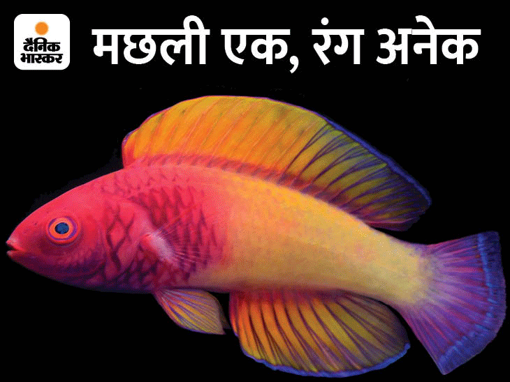 This world's most colorful fish, adorned with every color of the ...