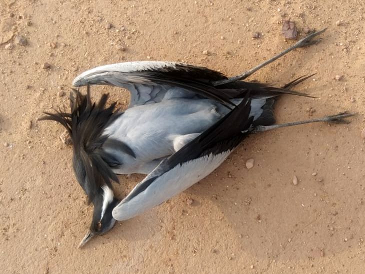 Bird lovers angry with the death of Kurja bird returning to their ...