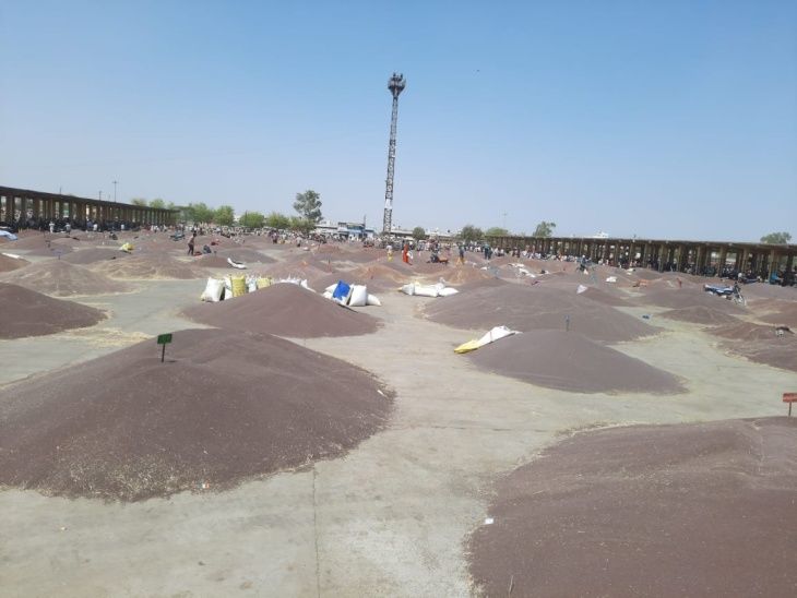 Chana Sarso Kharid: Gram-Pustard Procurement Online Registration Stats ...