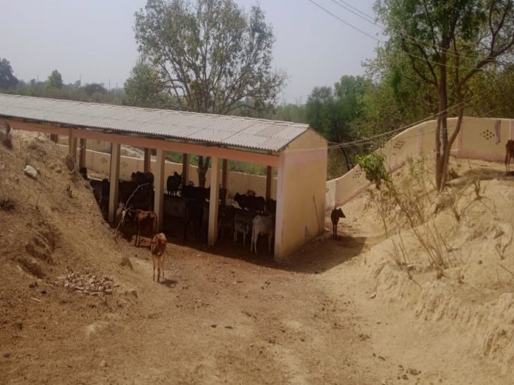 DM-CDO inspected the Government Gaushala, the wall found unsafe due to ...