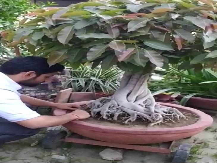 40 year old tree stored in pots, inherited from father; Now the banyan ...